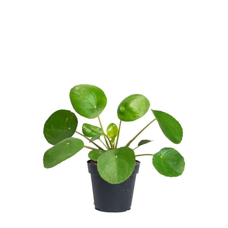 Small Pilea - Nabataty Shop