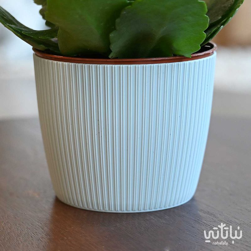 Kalanchoe orange plant in a cyan plastic pot - Nabataty Shop