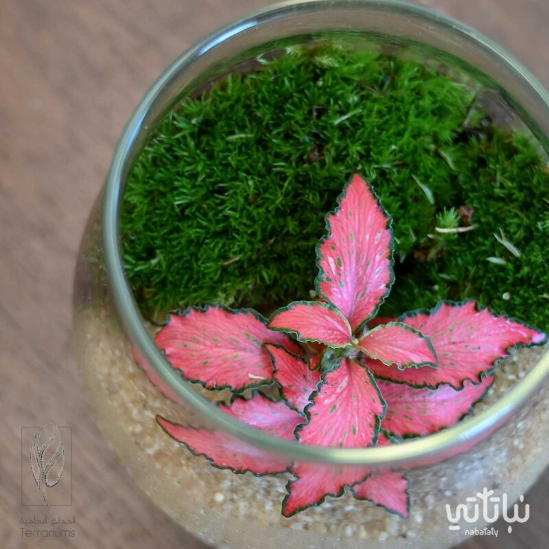 Fittonia pink mini garden - Nabataty Shop