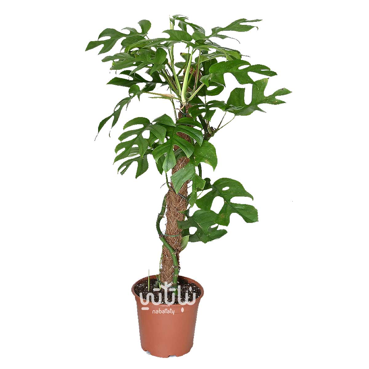 Mini Monstera Large Climber - Nabataty Shop
