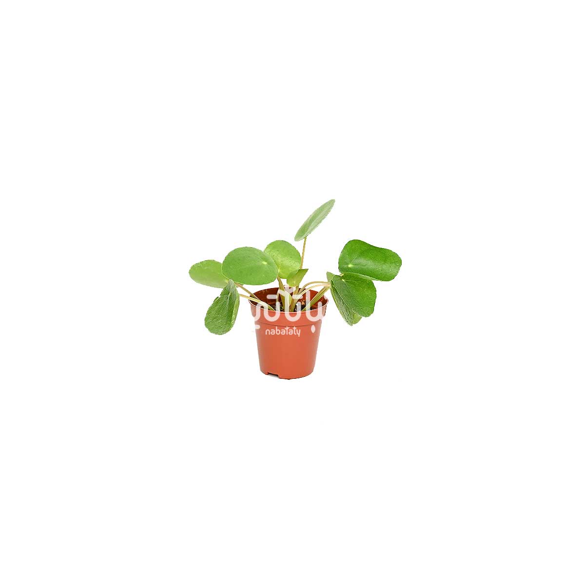 Pilea mini - Nabataty Shop