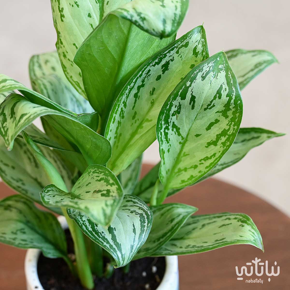 نبتة اجلونيما سلفر كوين في حوض سيراميك ملون - متجر نباتاتي