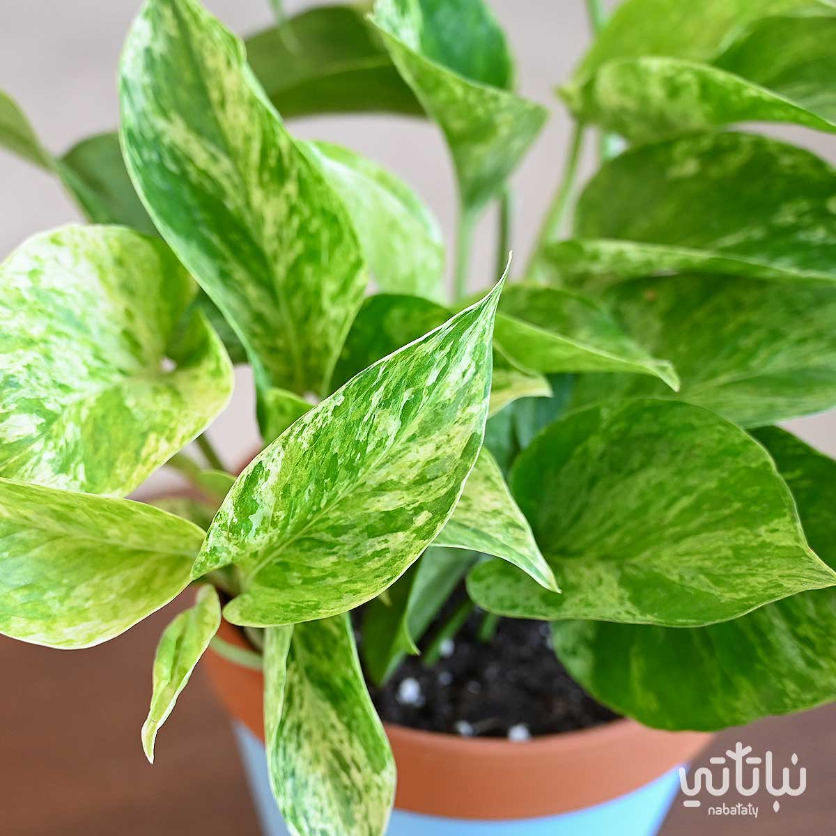 نبتة بوتس ماربل كوين في حوض فخاري - متجر نباتاتي