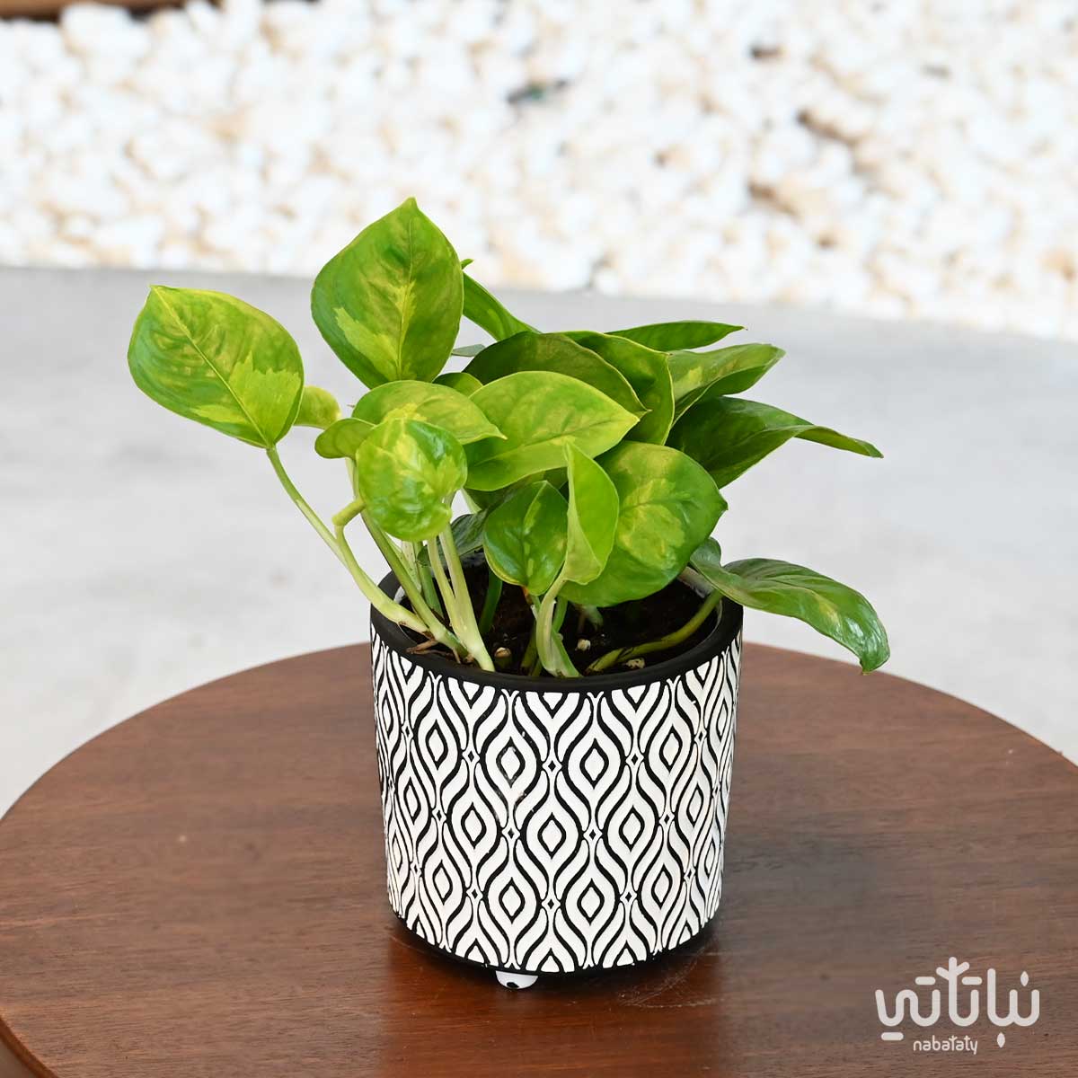 نبتة بوتس بينتيوم العالم الاخضر في حوض اسمنتي مزخرف - متجر نباتاتي