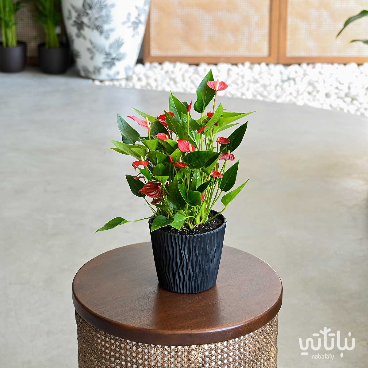 نبتة انتوريوم ازهار حمراء في حوض بلاستيك - متجر نباتاتي