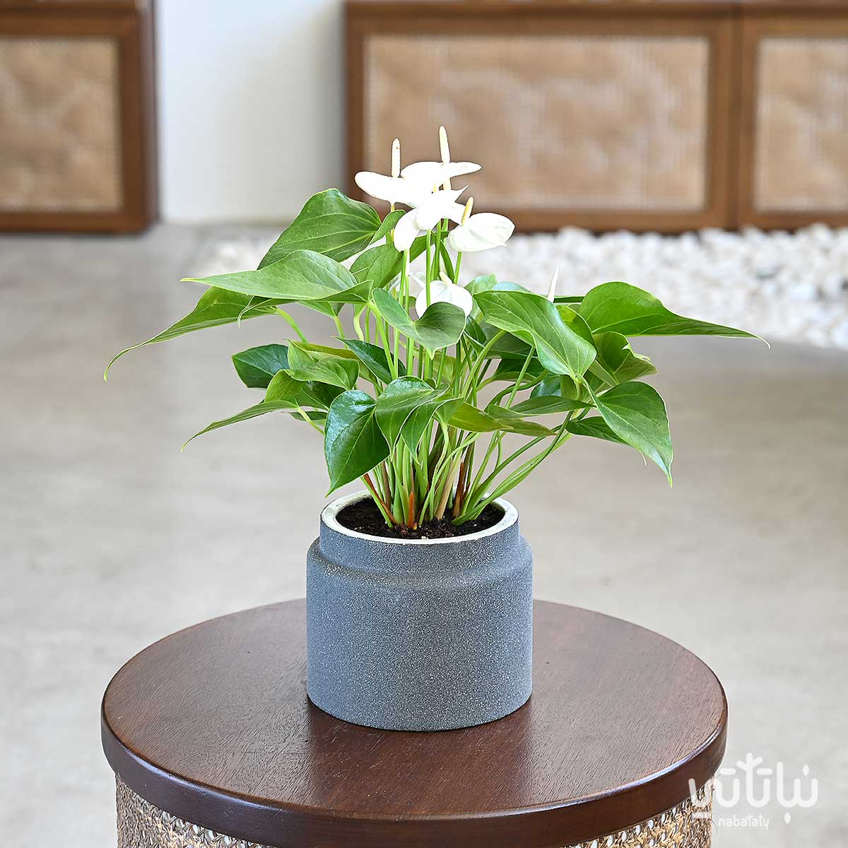 نبتة انتوريوم ازهار بيضاء في حوض سيراميك رمادي - متجر نباتاتي