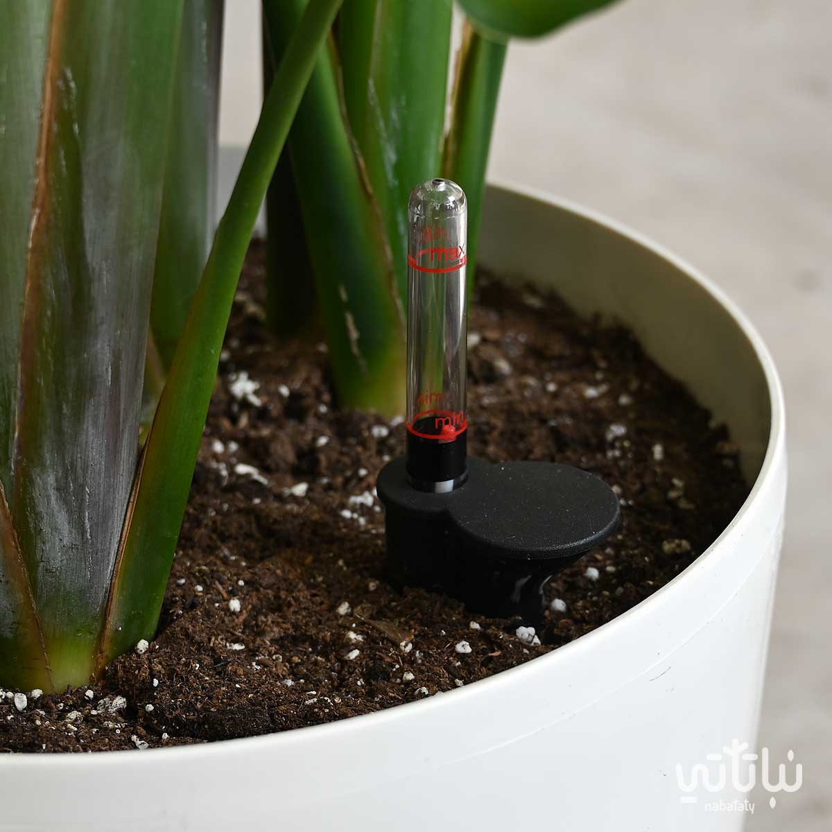 نبتة عصفور الجنة كبيرة في حوض ري ذاتي ابيض - متجر نباتاتي