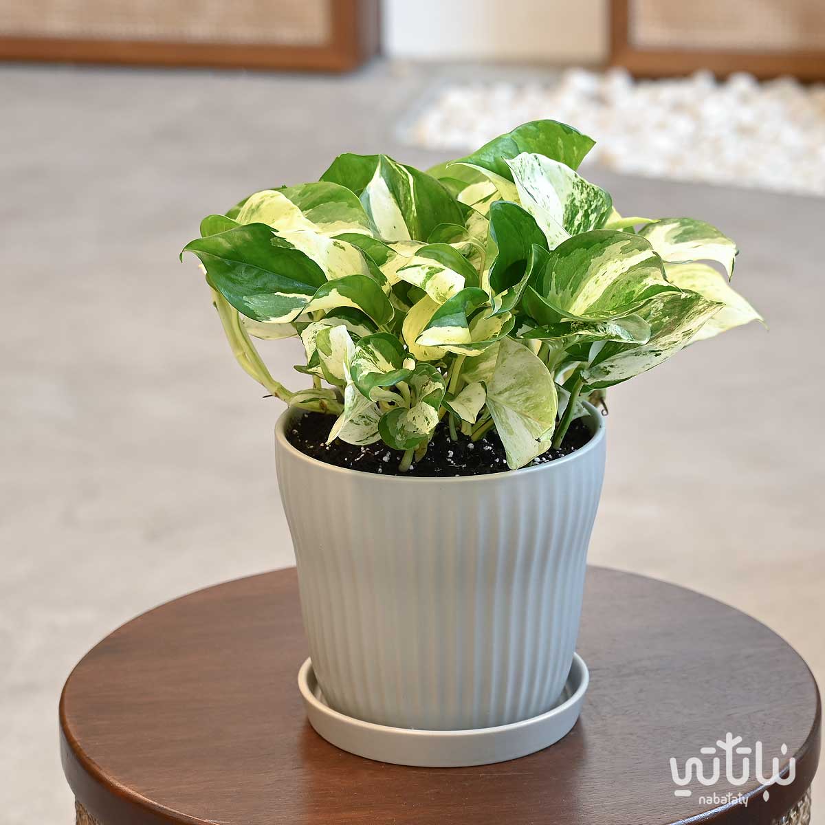 Pothos mangola plant in beige ceramic pot - Nabataty Shop